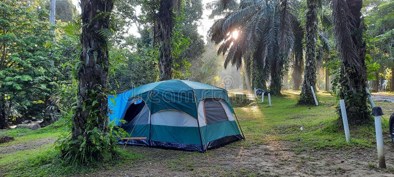 Camp at Palm Oil Farm Camping at Palm Farm Tent Under the Palm Tree ...