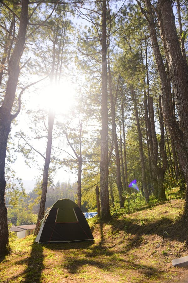 Camping and Tent with View Mountain Pine Forest Stock Image - Image of ...
