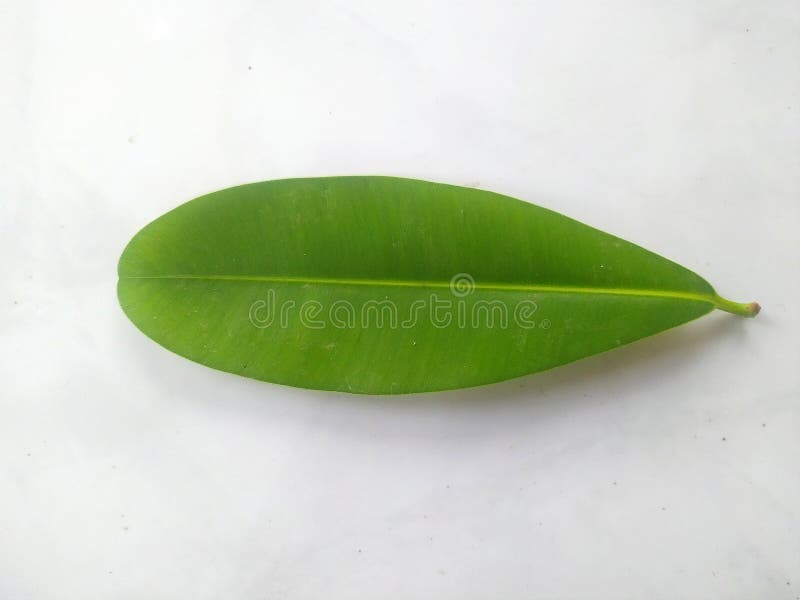 170 Oval Smooth Pointed Green Stock Photos - Free & Royalty-Free Stock ...