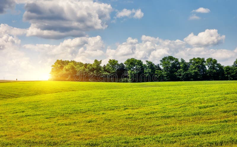 Rural imagem de stock. Imagem de floresta, ambiente - 110211499