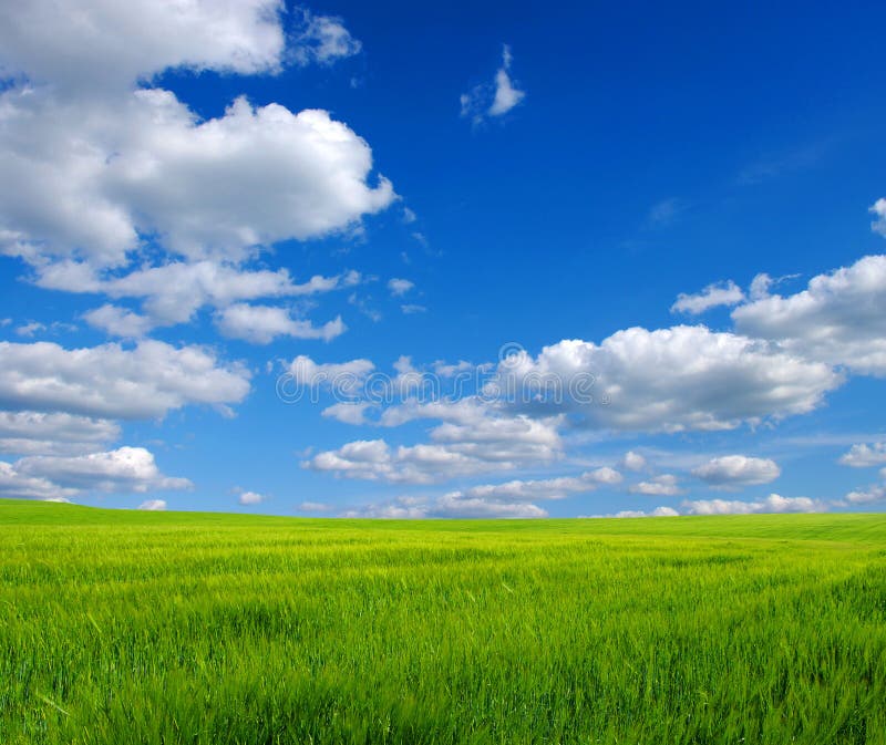 Campo imagen de archivo. Imagen de exterior, hierba, cubo - 12489573