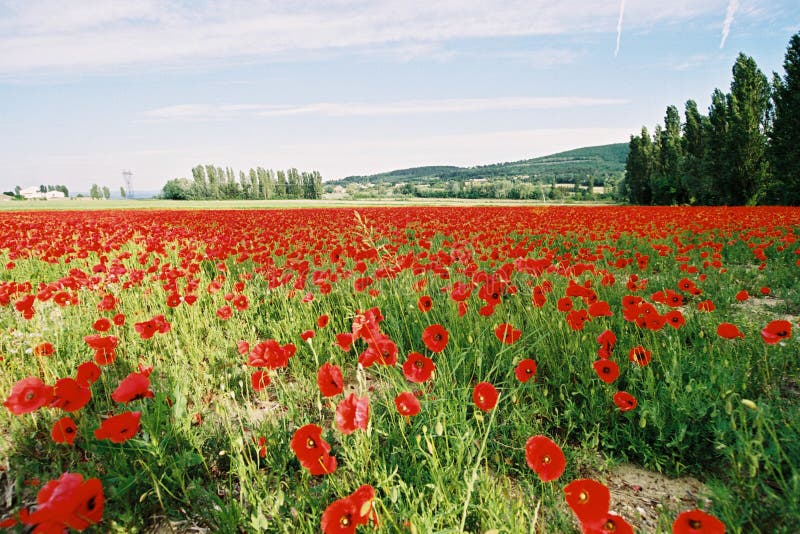 Campo de amapolas imagen de archivo. Imagen de escarlata - 160877