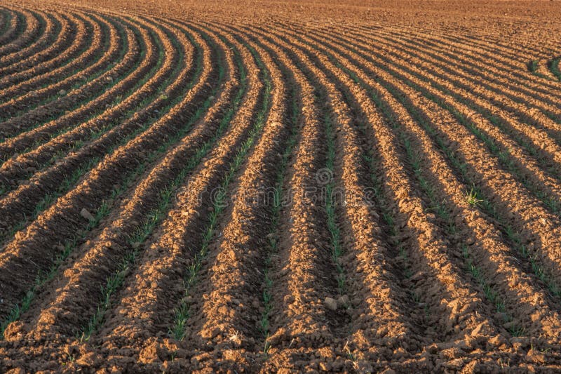 Campo Arado Con Los Surcos Y Los Modelos Foto de archivo - Imagen de ...