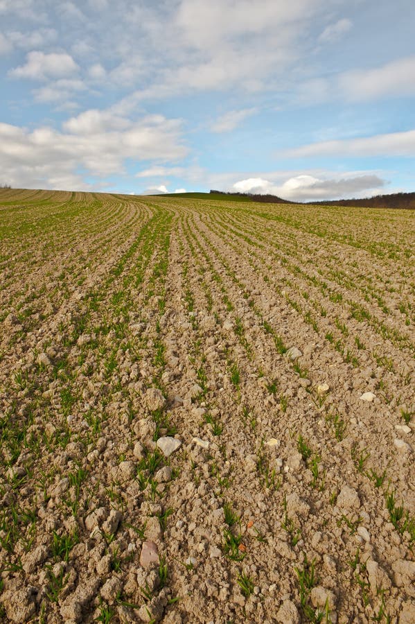 Campo arato immagine stock. Immagine di terra, fango - 19506249