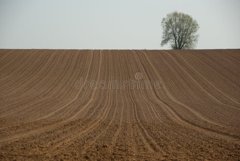 Campo arato immagine stock. Immagine di grigio, arabile - 21339359