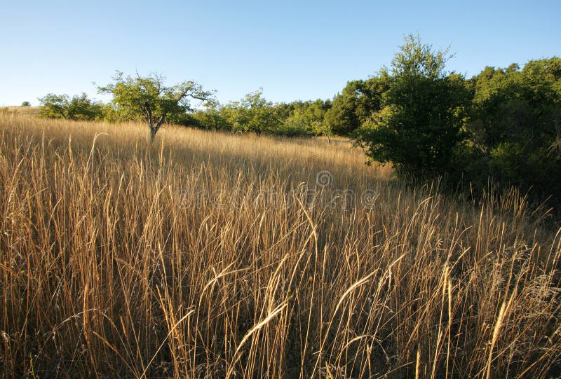Campo calmo no por do sol imagem de stock. Imagem de aberto - 22083877