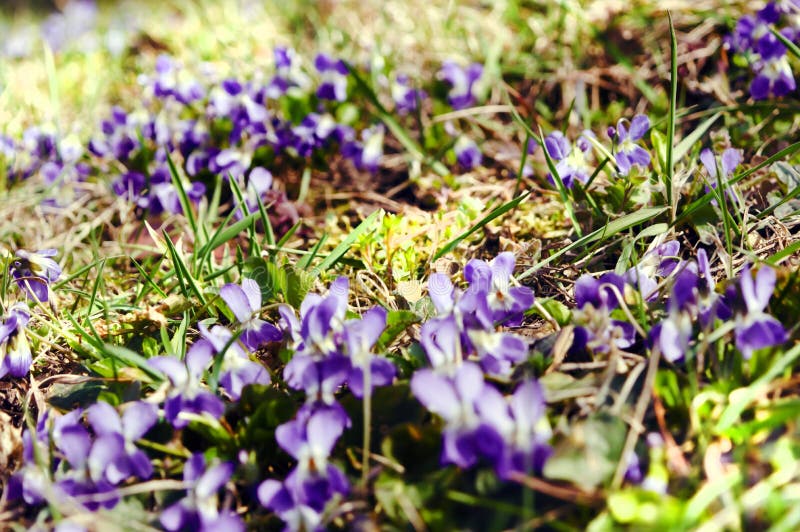 Violetas no campo imagem de stock. Imagem de campo, violetas - 11689747