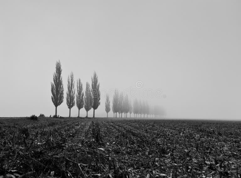 Campo Con I Pioppi Nebbiosi Fotografia Stock - Immagine di nebbioso ...