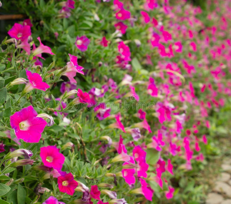Campo Cor-de-rosa Da Forma Do Pentagon Da Flor Imagem de Stock - Imagem ...