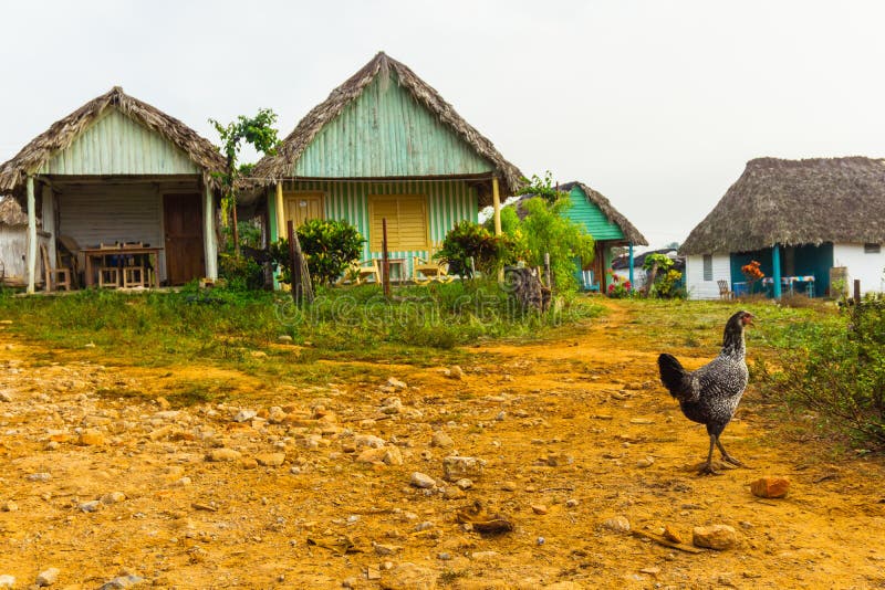 Campo Cubano, Pinar Del Rio Imagen de archivo - Imagen de verde ...