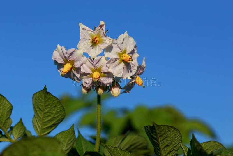 Campo da batata com flores foto de stock. Imagem de agricultura - 100173532
