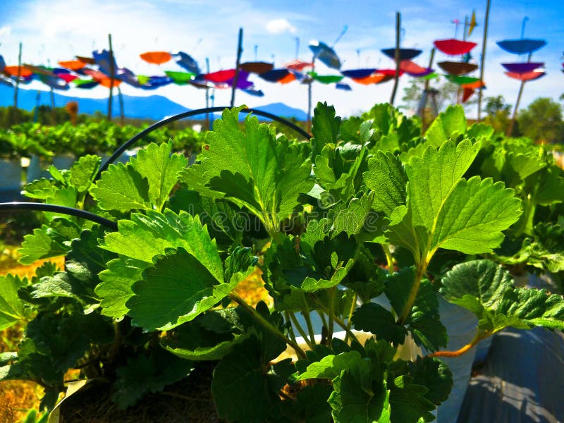 Campo Da Morango Em Tail?ndia Foto de Stock - Imagem de tailandês ...