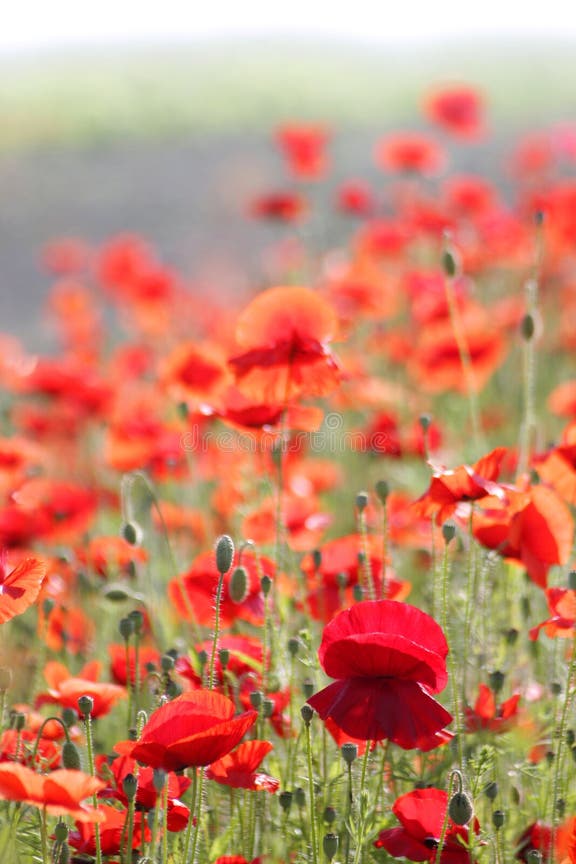 Campo da papoila foto de stock. Imagem de flor, prados - 11588748