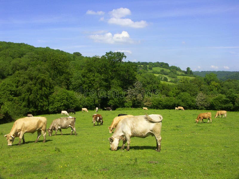 Campo da vaca imagem de stock. Imagem de rural, vacas - 11441619
