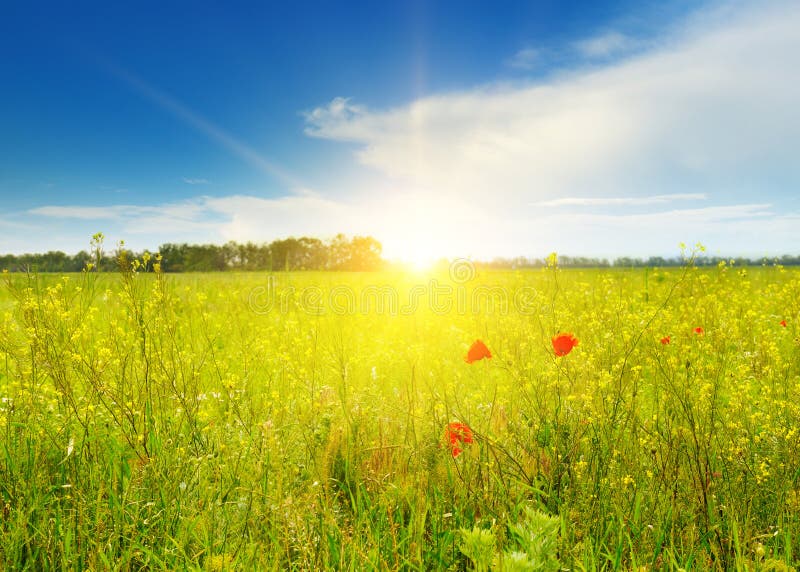 Campo De Amapolas En El Sol De Los Rayos Foto de archivo - Imagen de ...