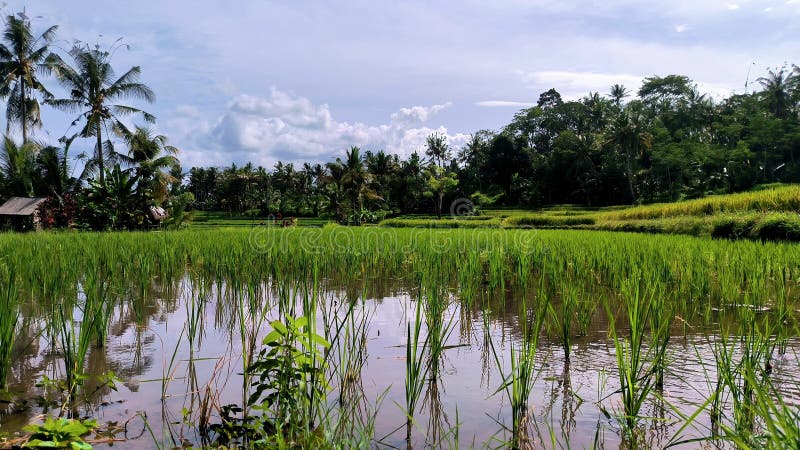 113 Granjero Próspero Pero Triste Fotos de stock - Fotos libres de ...