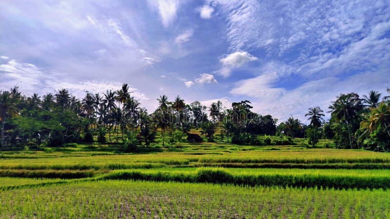 113 Granjero Próspero Pero Triste Fotos de stock - Fotos libres de ...