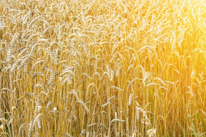 Campo De Cebada Madura. Cosecha De Cebada. Desembarcos. Foto de archivo ...