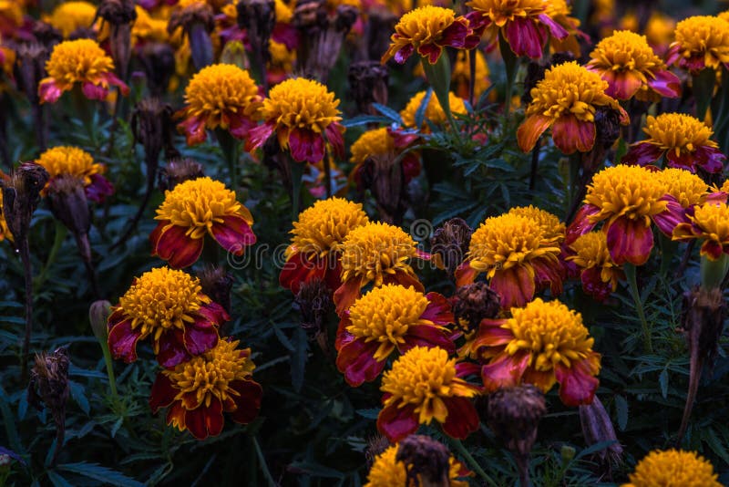 Campo de Chrysanths foto de archivo. Imagen de temprano - 99640410