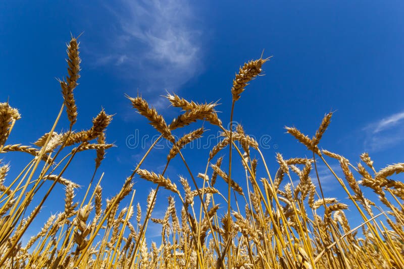 Campo De Cultivo De Trigo Dorado Y Cielo Azul Foto de archivo - Imagen ... Campo De Cultivo De Trigo Dorado Y Cielo Azul Foto de archivo - Imagen ...