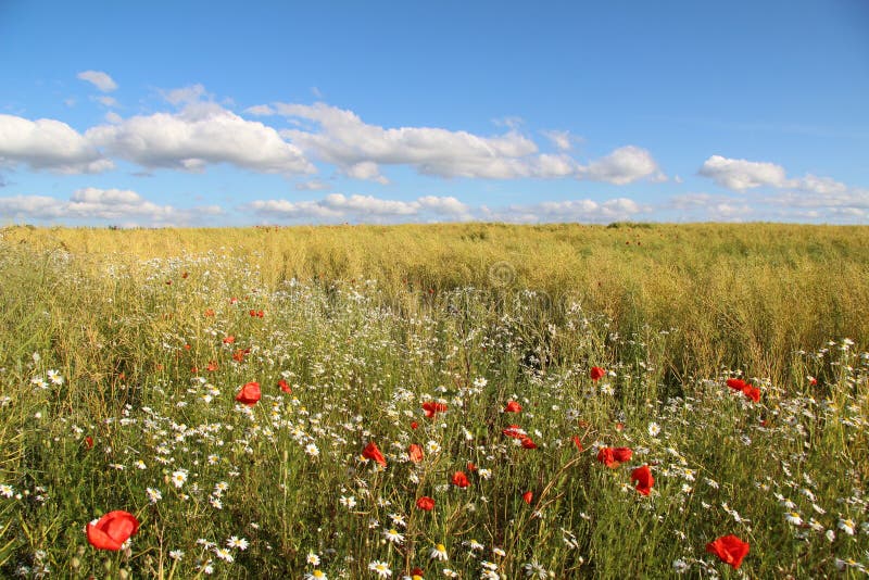 Campo de flor imagen de archivo. Imagen de floral, exterior - 28238103