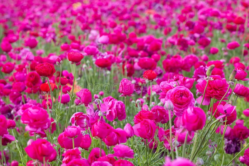 Campo de flor cor-de-rosa imagem de stock. Imagem de dublê - 13566679