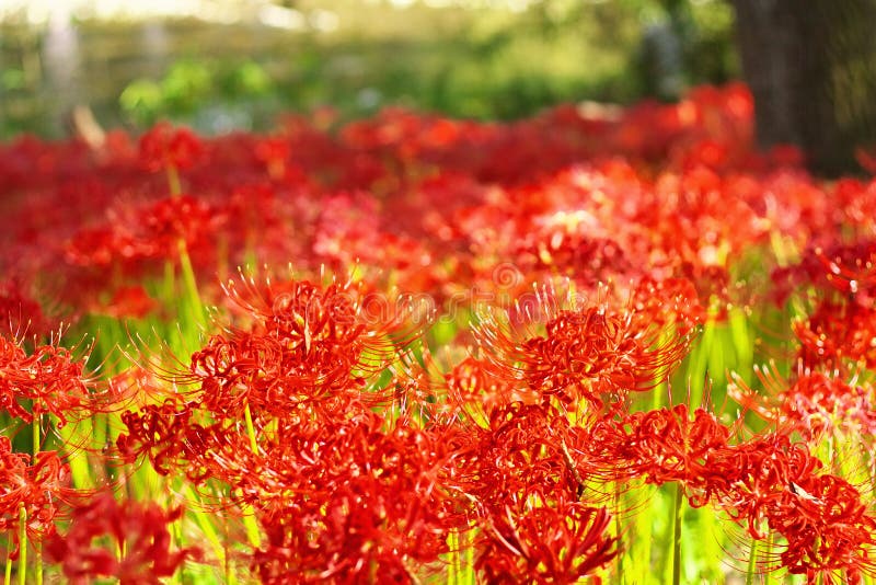 Campo De Flor De La Amarilis Del Racimo Imagen de archivo - Imagen de ...