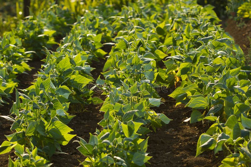 Campo de habas verdes foto de archivo. Imagen de asoleado - 32968942