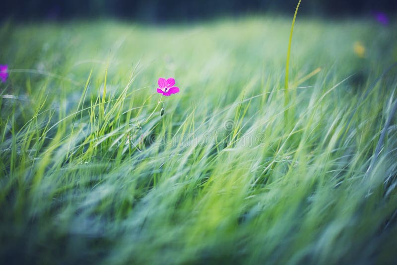 Campo De Hierba Con La Flor Rosada Imagen de archivo - Imagen de fresco ...