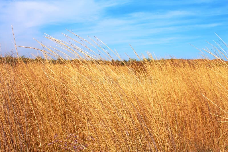 Campo De Hierba Seca Amarillo Y Cielo Azul Imagen de archivo - Imagen ...