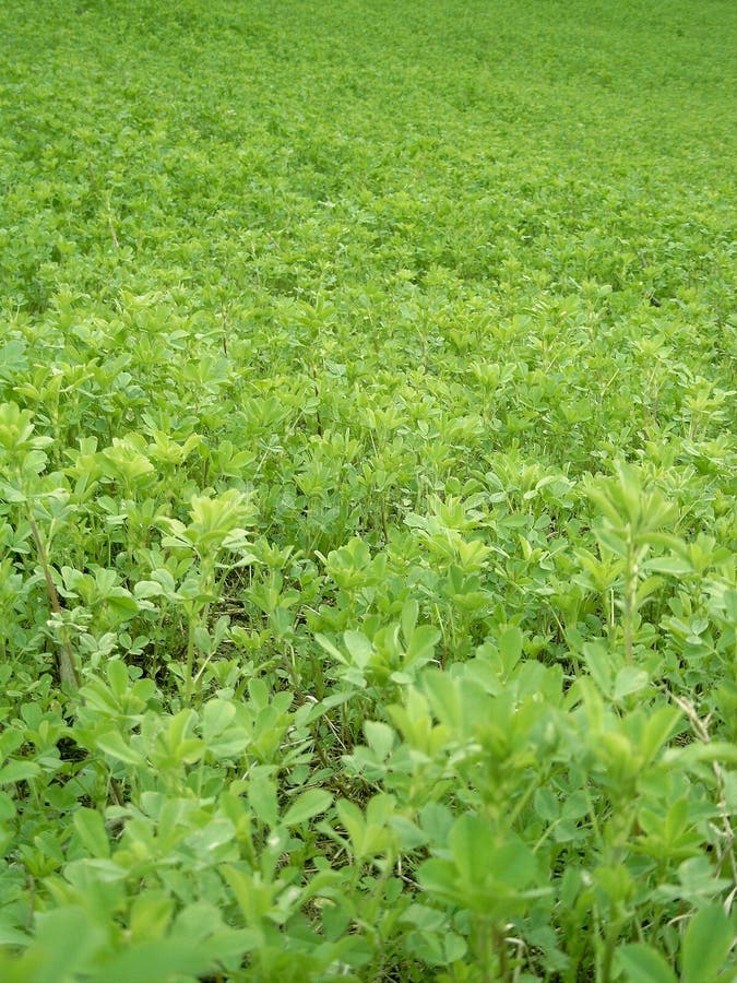 Alfalfa foto de archivo. Imagen de alfalfa, farming, grano - 42328712