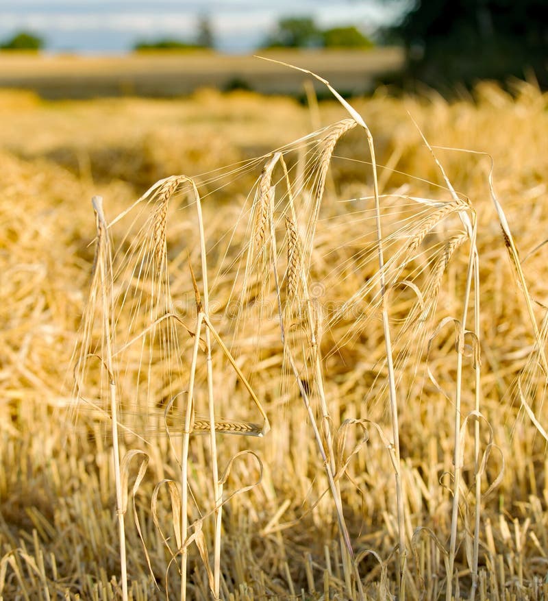 Campo de la cebada imagen de archivo. Imagen de cubo - 124823243