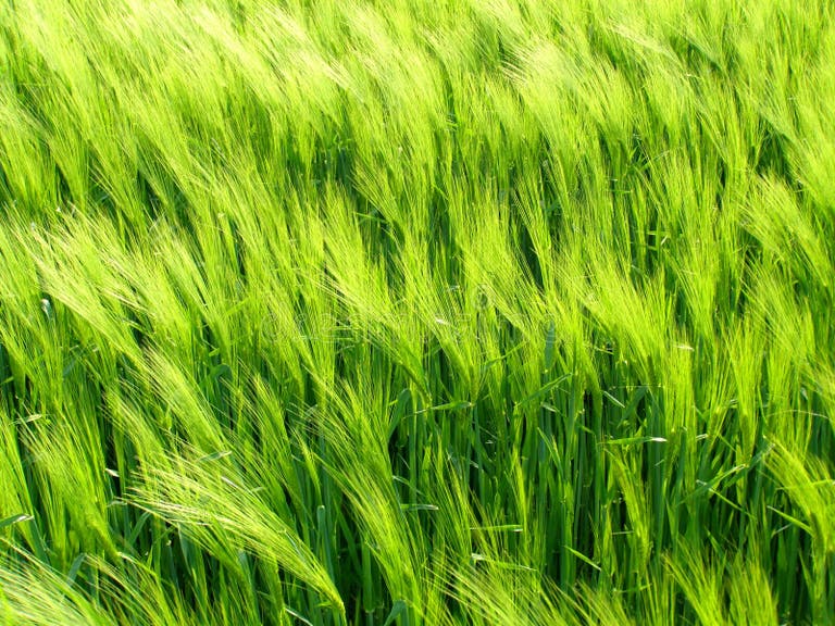 Campo de la cebada imagen de archivo. Imagen de color - 16148967