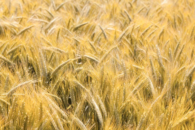 Campo de la cebada imagen de archivo. Imagen de grano - 20386343