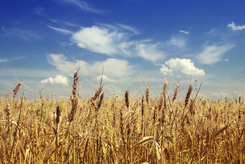 Primer Plano De Semillas De Cebada Foto de archivo - Imagen de fresco ...