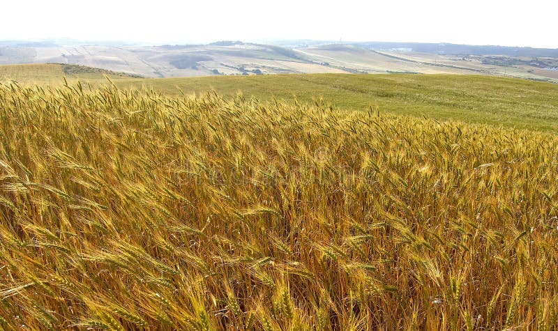 Campo de la cebada imagen de archivo. Imagen de cultive - 5288299