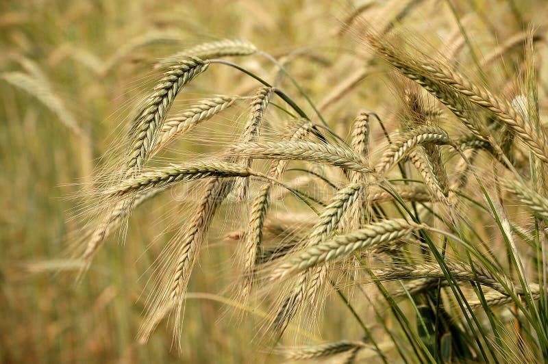 Campo de la cebada foto de archivo. Imagen de avena, punto - 5322260