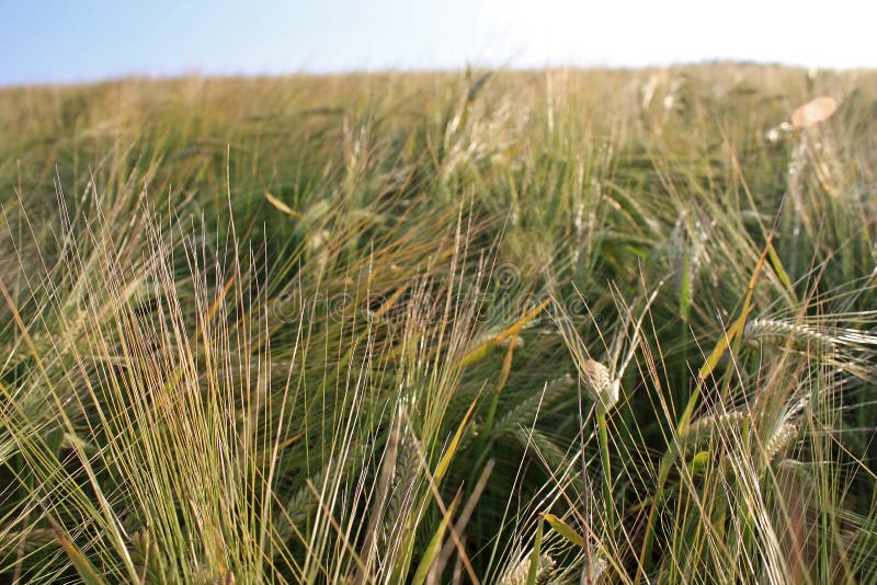Campo de la cebada imagen de archivo. Imagen de granja - 64810965