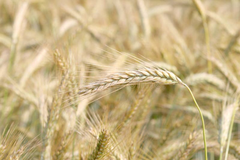 Campo de la cebada imagen de archivo. Imagen de farmland - 5600929