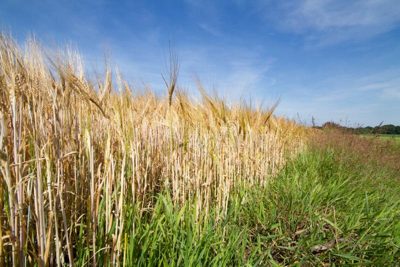 Campo de la cebada foto de archivo. Imagen de fino, maduro - 96347182