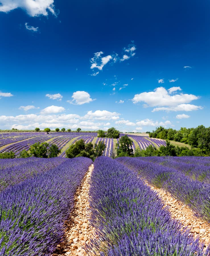 Campo De La Lavanda En Provence Foto de archivo - Imagen de exterior ...
