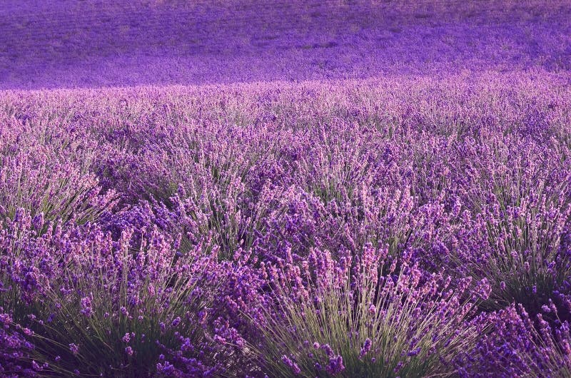 Campo De La Lavanda De La Lila, Paisaje Del Verano Cerca De Valensole ... Campo De La Lavanda De La Lila, Paisaje Del Verano Cerca De Valensole ...