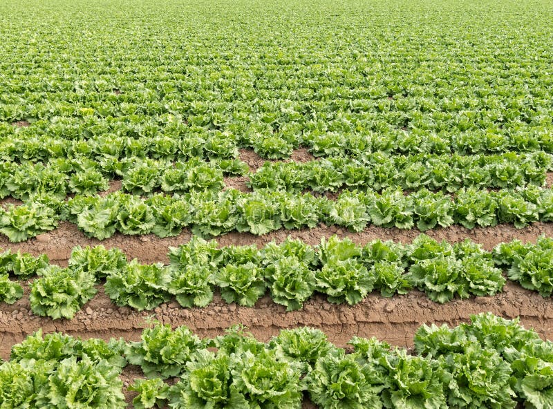 Campo de la lechuga foto de archivo. Imagen de flores - 134719340