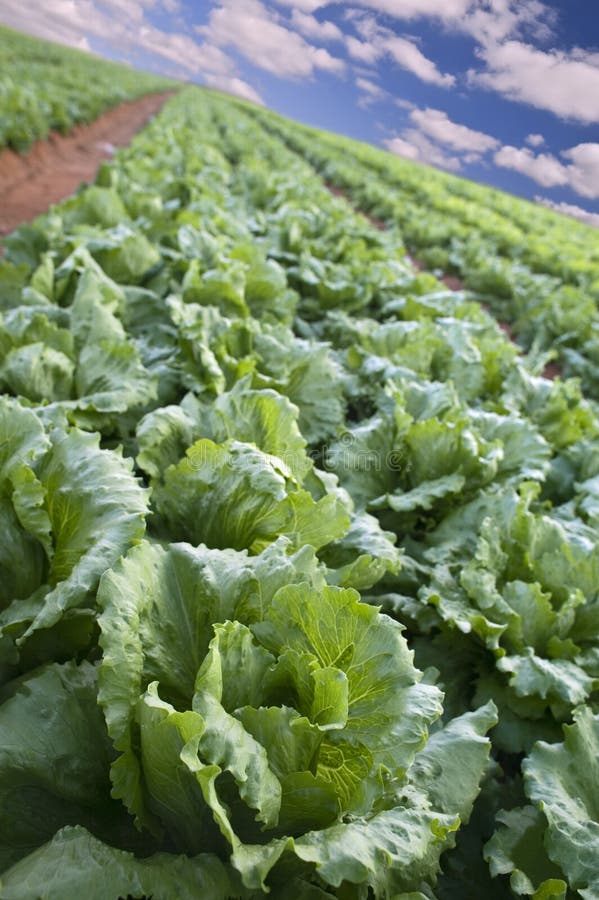 Campo de la lechuga imagen de archivo. Imagen de crezca - 7292035