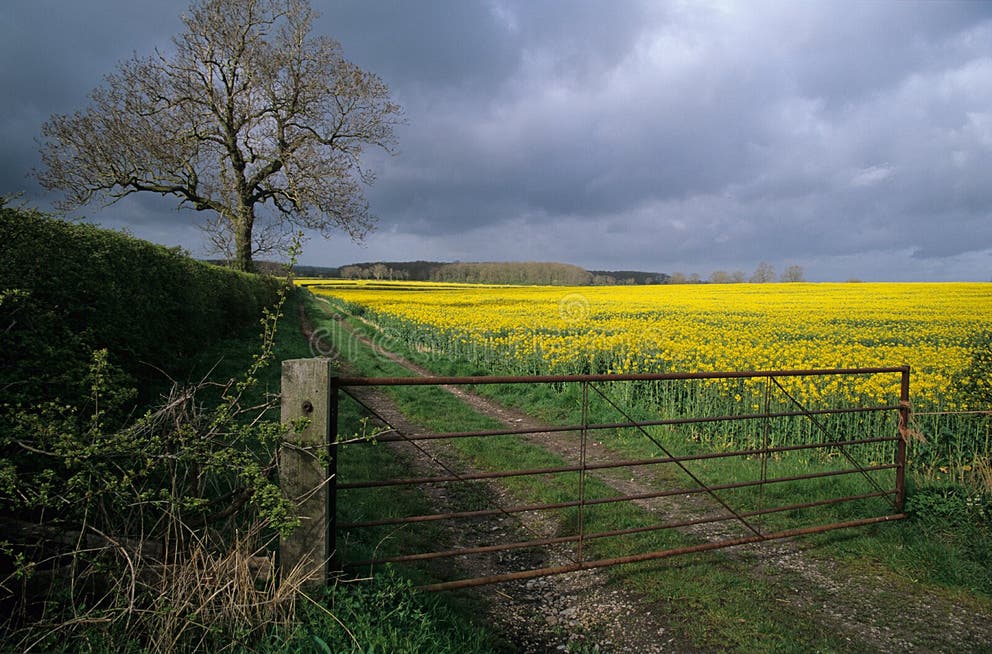 Campo de la rabina. imagen de archivo. Imagen de inglaterra - 234747
