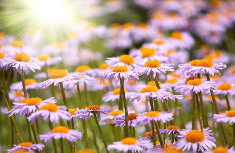Campo De Flores Violetas Salvajes Foto de archivo - Imagen de prado ...