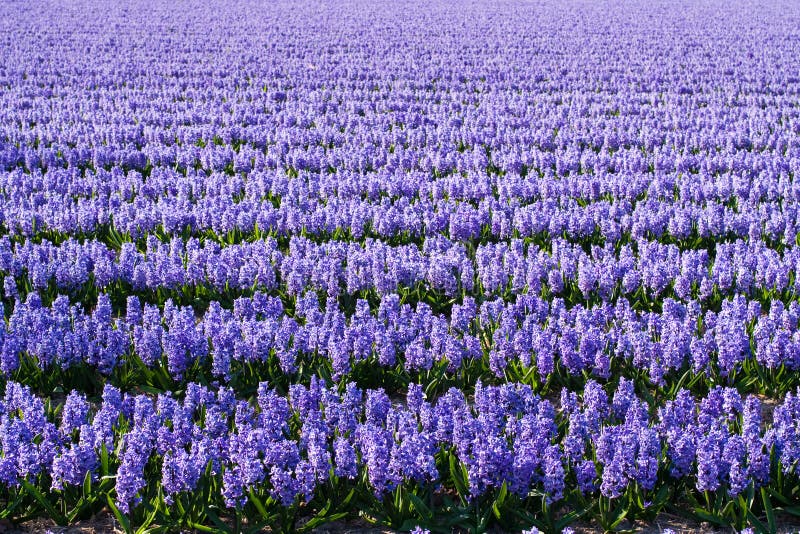 Campo De Las Flores Violetas - Hyacint Imagen de archivo - Imagen de ...