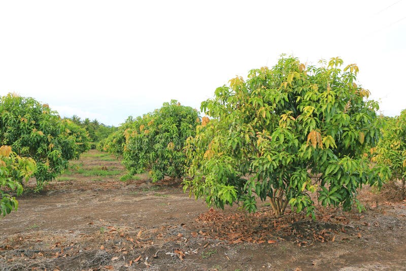 Campo De Mango En Crecimiento En El Valle De Tailandia Imagen de ...
