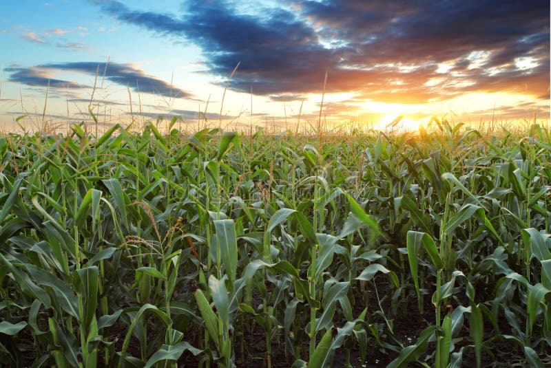 Campo de maíz imagen de archivo. Imagen de rural, cosecha - 50557187