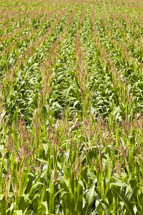 Partes superiores do milho foto de stock. Imagem de agricultura - 64394674